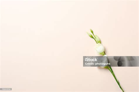 편평한 누워 상단 보기 스프레이 파스텔 핑크 배경에 흰 꽃잎과 분기 텍스트에 대 한 복사 공간을 가진 여 성스러운 배경 0명에 대한 스톡 사진 및 기타 이미지 Istock