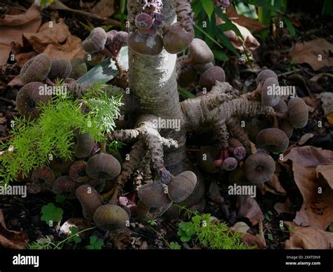 Ficus Auriculata Fruit Growing On Tree Roxburgh Fig Or Elephant Ear