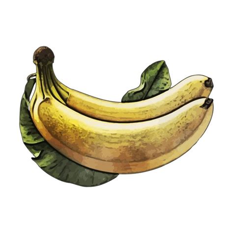Plátano acuarela vector ilustración Vector Premium