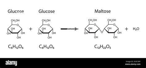 Maltose Formation Glycosidic Bond Formation From Two Molecules Of