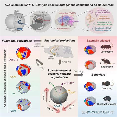 Neuron︱中科院神经科学研究所梁智锋 徐敏团队通过基底前脑细胞特异性光遗传学fmri揭示行为偏好的功能网络基础 知乎
