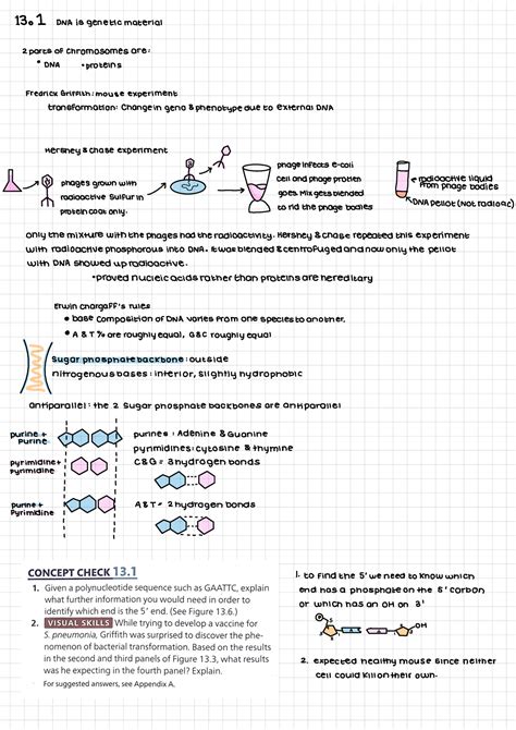Ch 13 Book Dna Genetic Material 1301 Dnais Genetic Material Parts