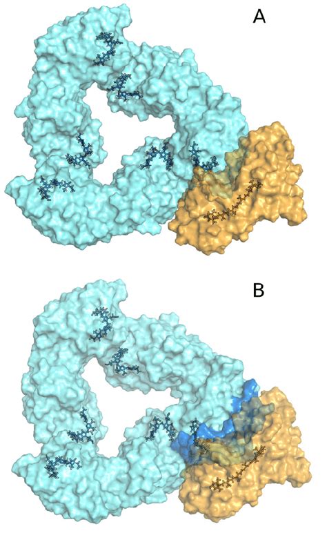 Molecular Models Of Ocp Apc Complex 3d Model Showing The Attachment Of Download Scientific
