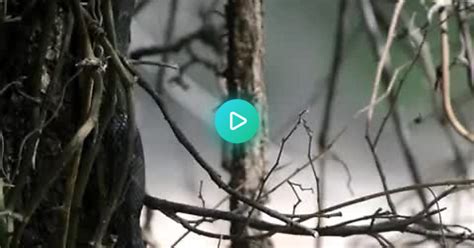 Western Rat Snake Yawning After A Meal Album On Imgur