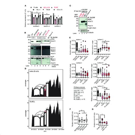 Lymphoma Cell Lines And Primary Tumor Samples Show A Preference For