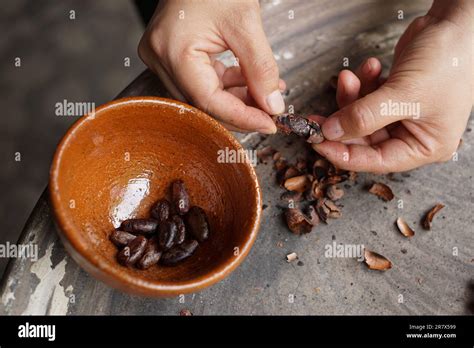 Separating Cacao Husk From Cacao Beans By Hand To Make Chocolate Stock