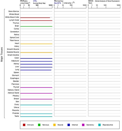 Mt Atp6 Gene Genecards Atp6 Protein Atp6 Antibody
