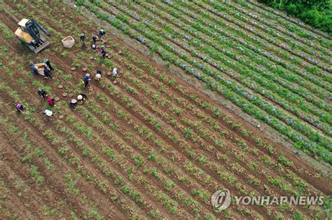 추석 성수품 수급 원활하게농식품부 농촌 인력지원 확대 나무뉴스