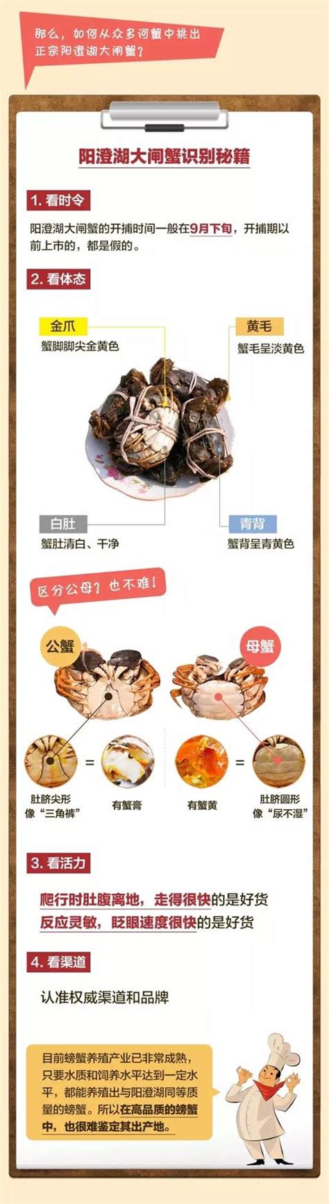 陽澄湖大閘蟹 如何辨別真假 每日頭條