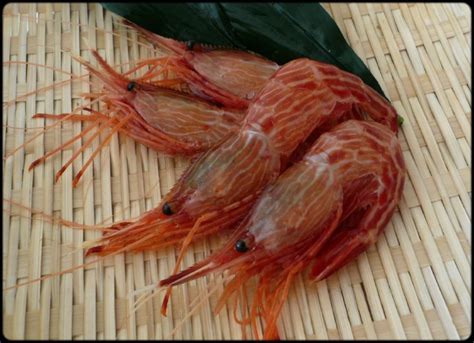 今日の海老 モロトゲアカエビ（シマエビ） 魚と野菜と私と和ノ香