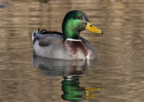 Duck Duck Duck Flickr