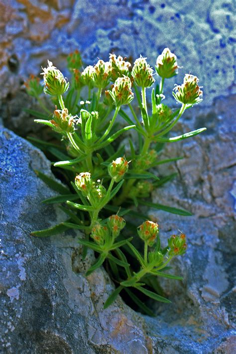 Plantago indica (Plantaginaceae) image 49648 at PlantSystematics.org