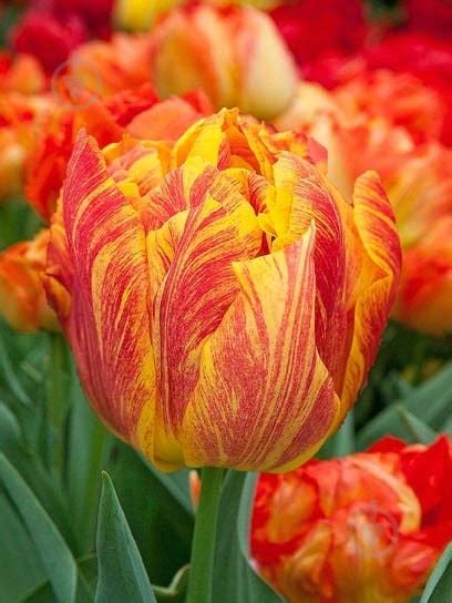 ᐉ Цибулина тюльпана повного раннього Монте Флейм 3 шт • Краща ціна в Києві Україні • Купити в