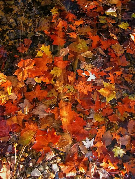 Fall Hologram Milford Twp Pennsylvania Blue Turtle Galleries