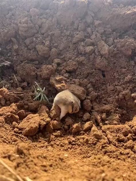 인간 보고 놀란 햄스터