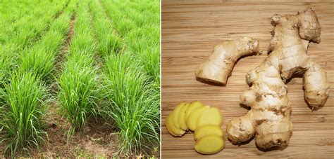 Lemongrass And Ginger Tea Loose Leaf Organic Quest Coffee Roasters