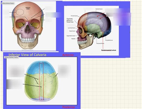 Frontal And Parietal Bone Diagram Quizlet
