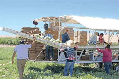 California Melon Growers Applaud Crop Despite Delay Vegetable Growers