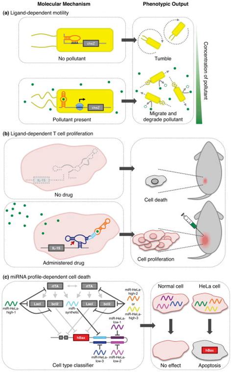 Synthetic Rna Switches As A Tool For Temporal And Spatial Control Over