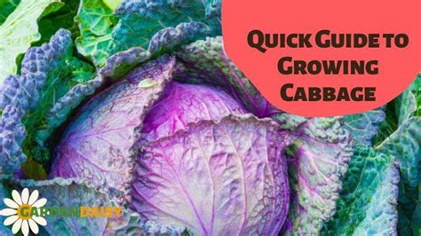 Quick Guide To Growing Cabbage Garden Daisy
