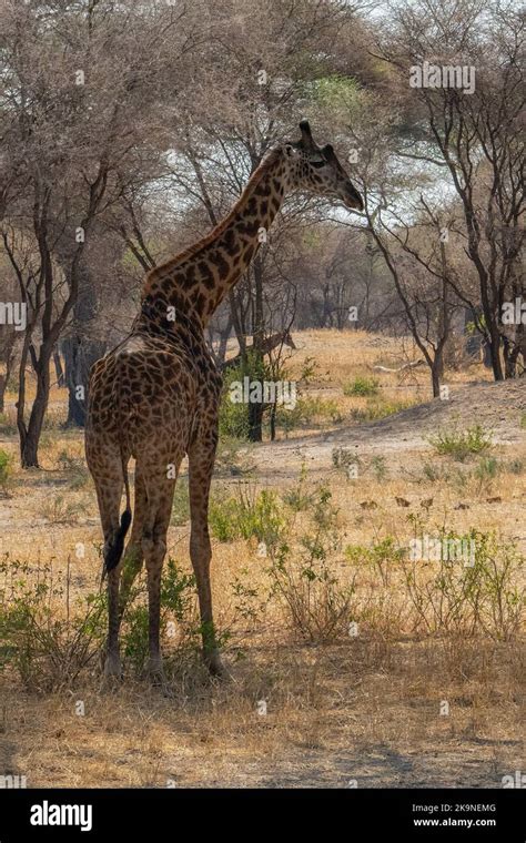 An Adult Male Giraffe In The African Savannah In Tarangire Tanzania