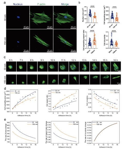 《langmuir》整合素亚型和伪足在细胞粘附过程中介导rgd配体的空间感知 课题组新闻 细胞力学生物学课题组