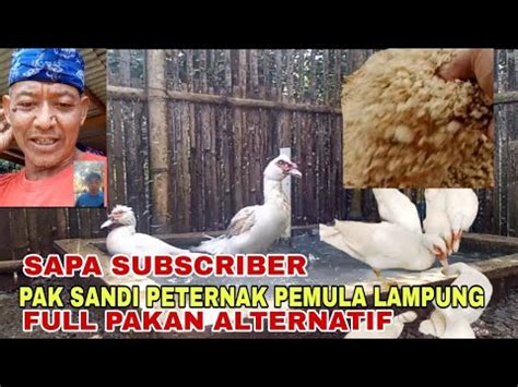 SUKSES TERNAK ENTOK FULL PAKAN ALTERNATIF YouTube