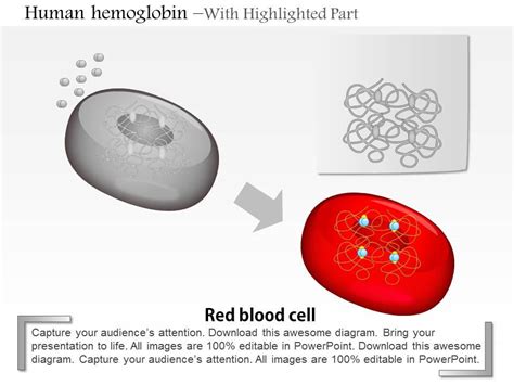 0814 Structure Of Human Hemoglobin Molecule Medical Images For PowerPoint PowerPoint Templates