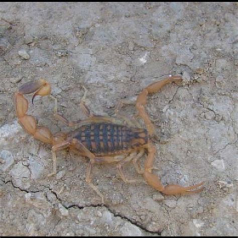 The General Appearance Of An Adult Male Of Mesobuthus Eupeus Eupeus