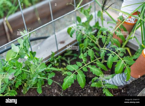 Women Tending To Tomato And Pea Plants In A Raised Garden Bed Stock