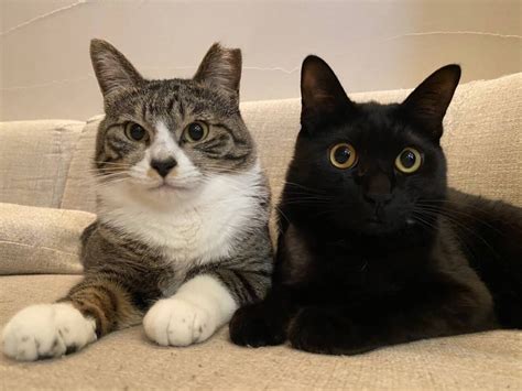「仲良し母子猫ななちゃんハンくん」福岡県 猫の里親募集472781 ペットのおうち【里親決定29万頭！】