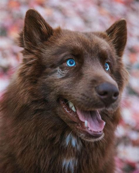 This Rare, Chocolate Brown Siberian Husky Is One of the Most Beautiful ...