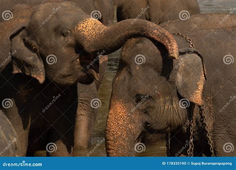 Pinnawala Elephant Orphanage Is An Orphanage Nursery And Captive Breeding Ground For Wild Asian