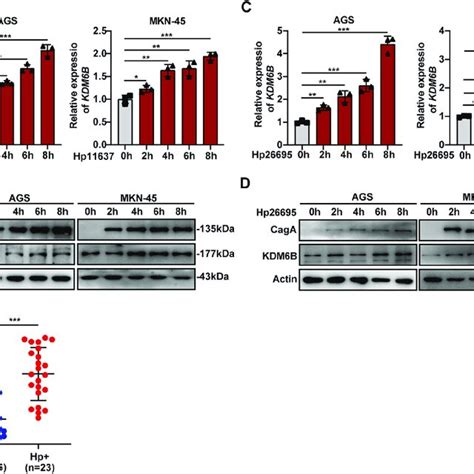 H Pylori Infection Upregulates The Expression Of Kdm6b A Rt Qpcr
