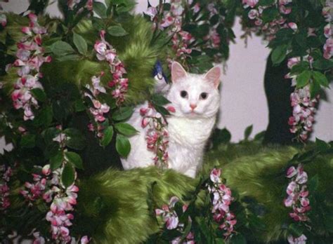 Fairy Tale Cat Trees May 2017