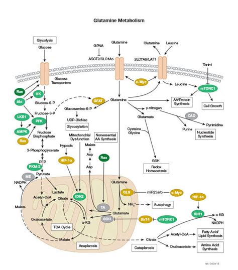Overview Of Metabolism Cell Signaling Technology
