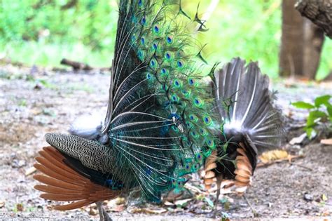 Burmese Peacockpheasant Asia Images Free Download On Freepik