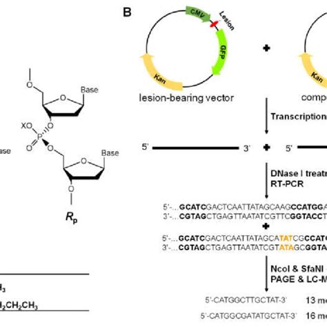 Schematic Diagrams Depicting The Sp And Rp Diastereomers Of