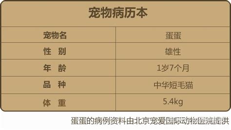 注意养猫人家里一定不能有这8种花 知乎