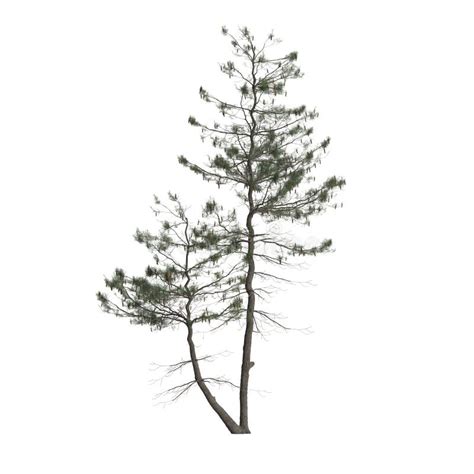 3d Illustration Of Pinus Strobus Tree Isolated On White Background Stock Illustration