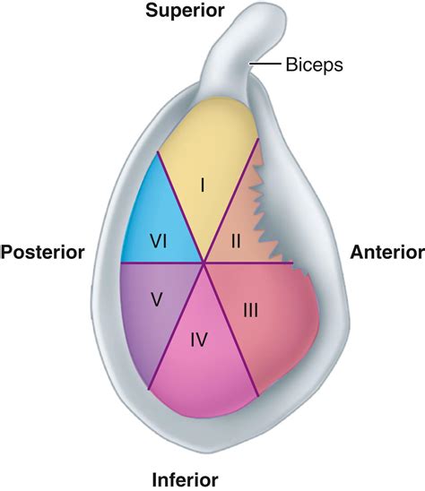Arthroscopy Of The Upper Extremity Clinical Tree
