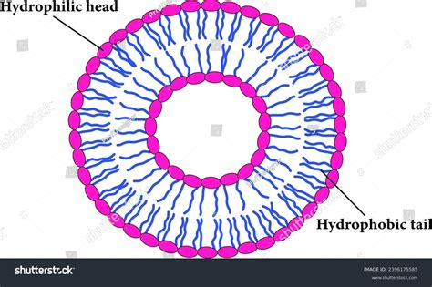 Scheme Liposome Formed By Phospholipidsvector Illustration Stock Vector Royalty Free