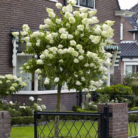 Limelight Hydrangea Trees For Sale