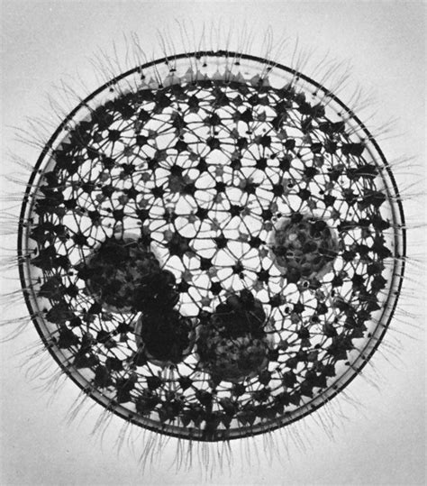 Protozoan Mixotrophy Nutrition Autotrophy Britannica