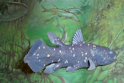 Paleozoic Seas In The Devonian Bothriolepis Drepanaspis Hemicyclaspis