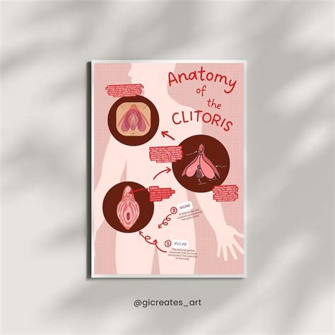 Anatomy Of The Clitoris Educational Poster 24x36 16x20 And 85x11