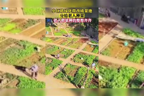 小区将绿化带改成菜地！分给老人种菜，老人把菜种的整整齐齐！老人菜地绿化带