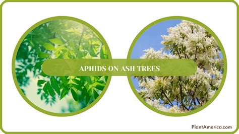 Aphids On Ash Trees Causes And Measures Against Infestation Plant