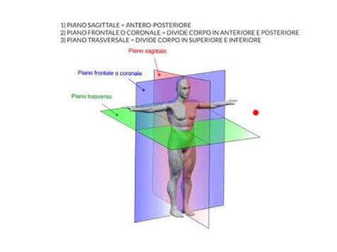 Anatomia Lezione Preliminare 1 Piani Del Corpo Youtube
