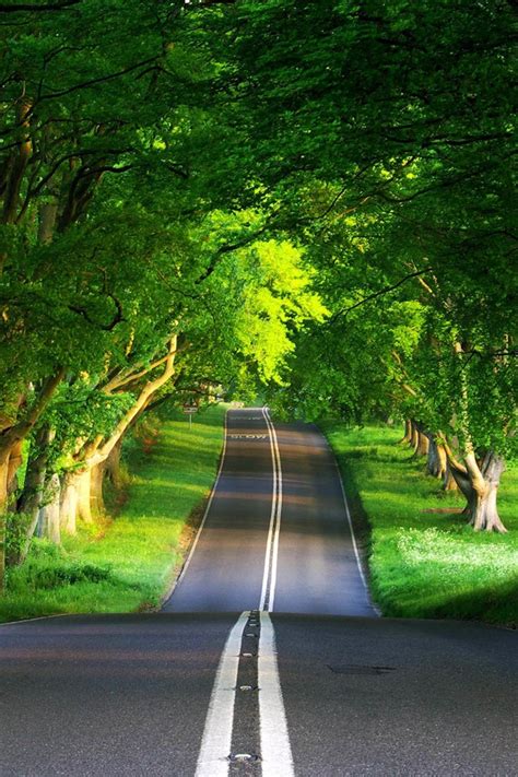 Green Road 640 X 960 Iphone 4 Wallpaper